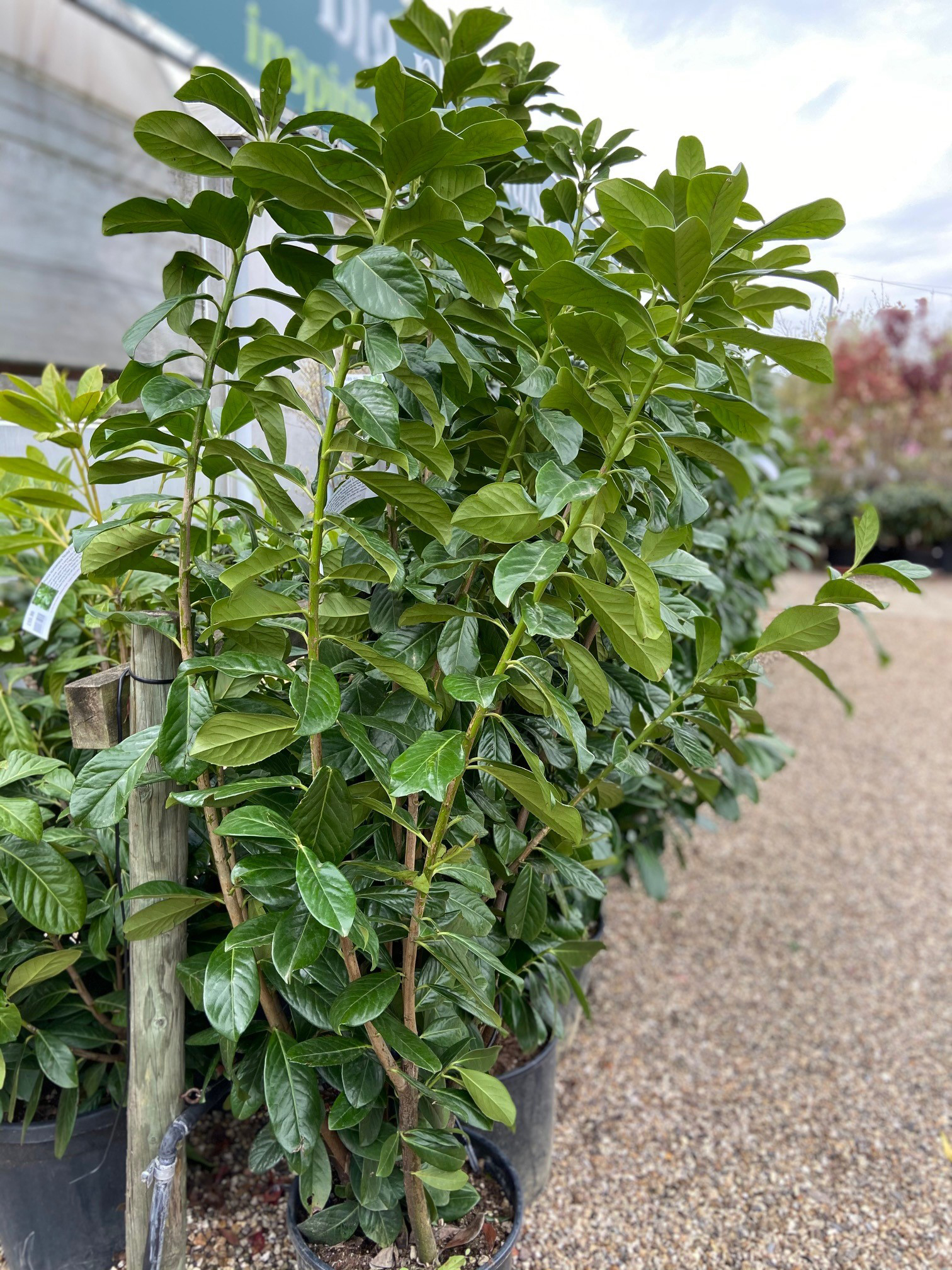 Lovor višnja – laurus prunus – Ukrasno bilje